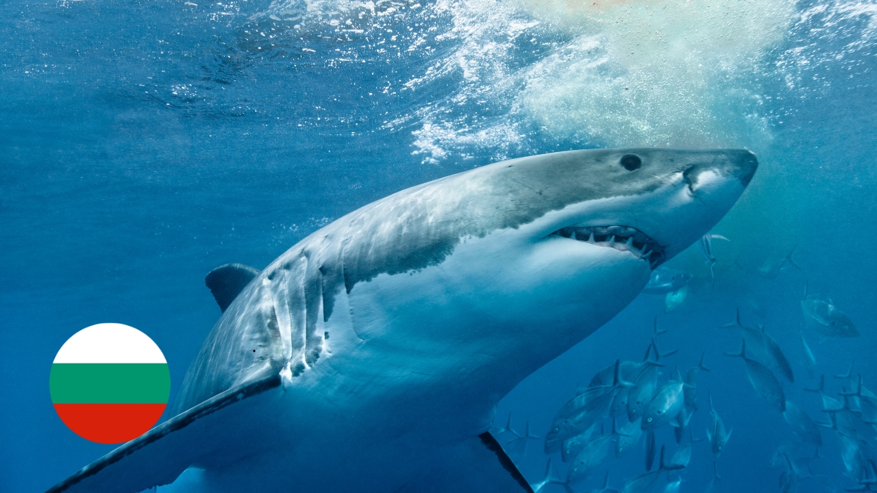 Schwarzes Meer Tiere